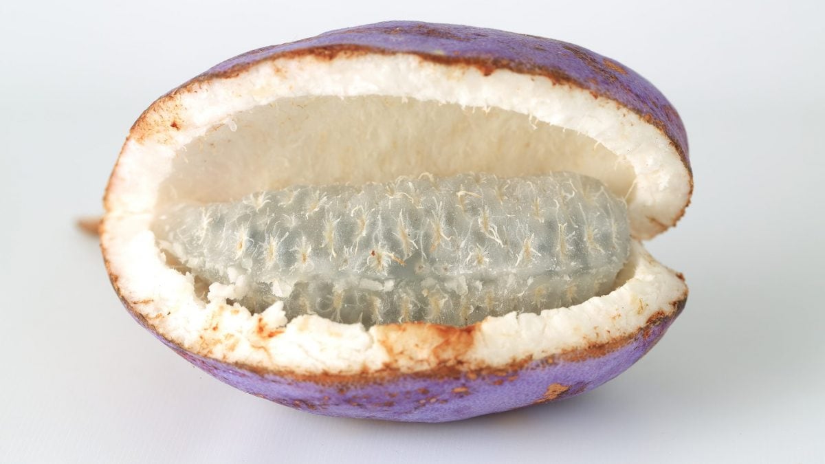 Here's Everything You Need To Know Purple Akebi Fruit