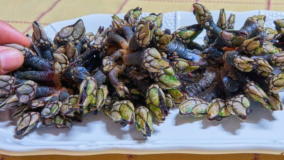 Ugly, dangerous and expensive, but also very good: what are percebes