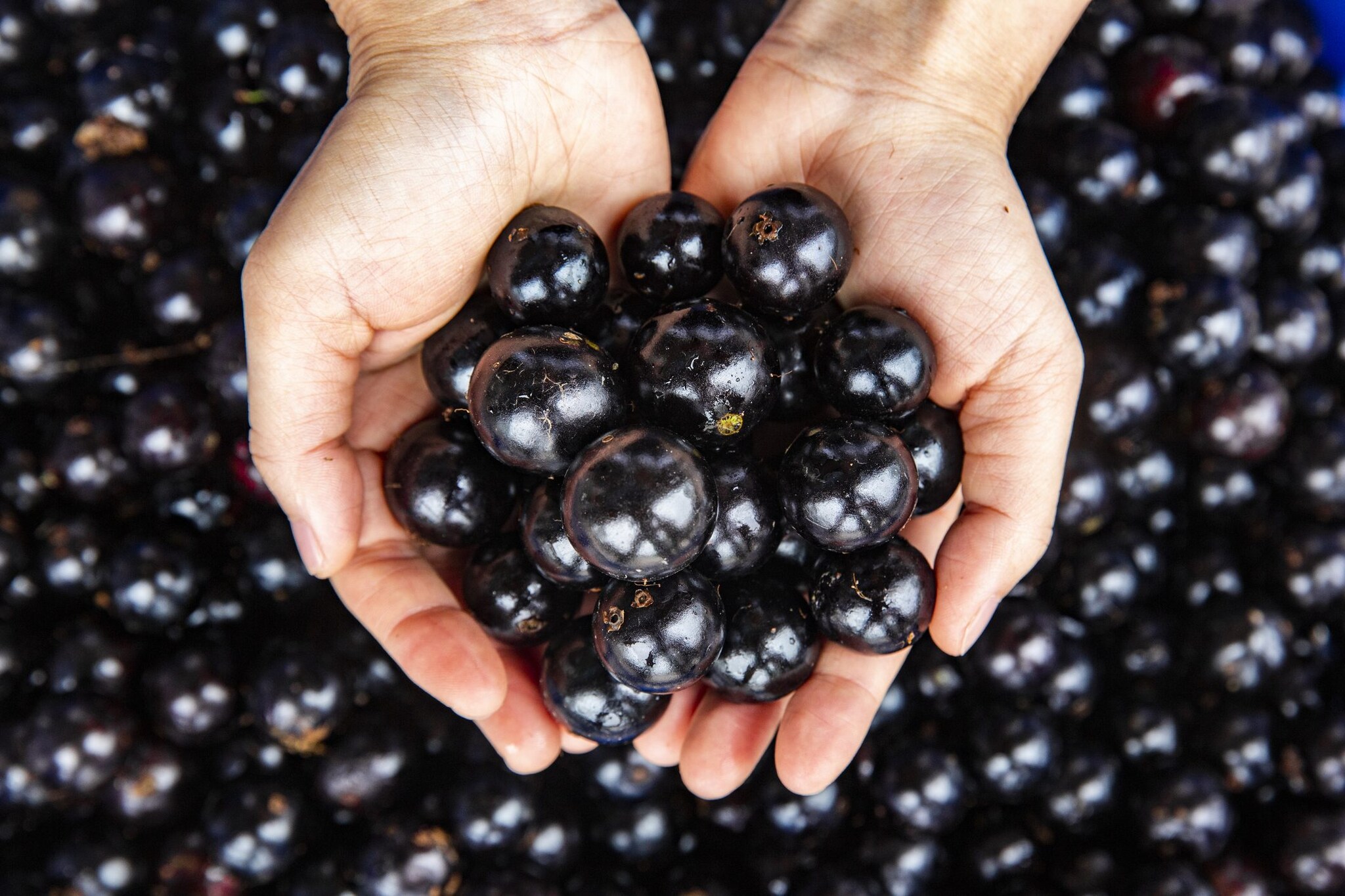 6 Important Things Everyone Should Know About Jabuticaba Berries