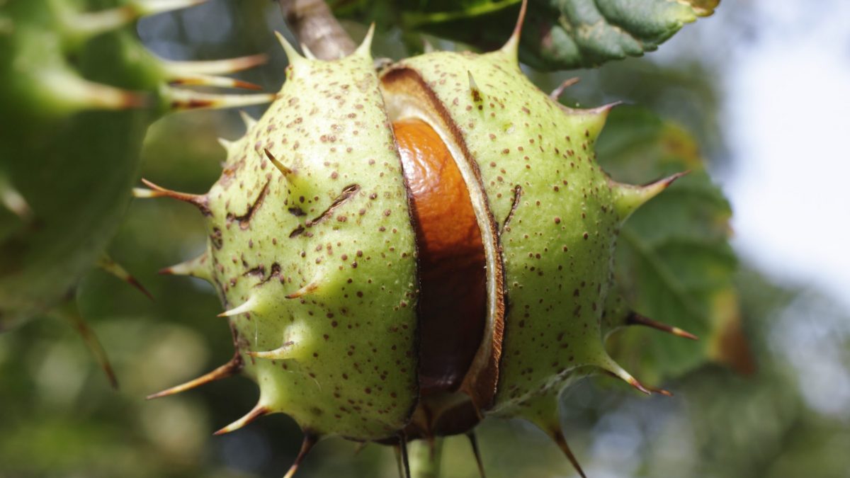 The Truth Behind The Superstition That Carrying A Buckeye Around Brings ...