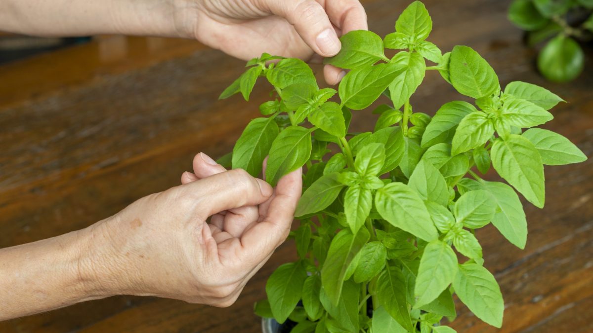Everything You Need To Know Before Cooking With Basil