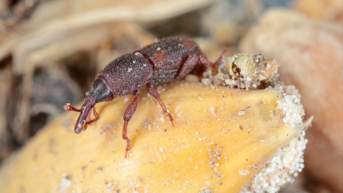 Step-by-step Guide On How To Prevent & Eliminate Weevil Infestations In ...