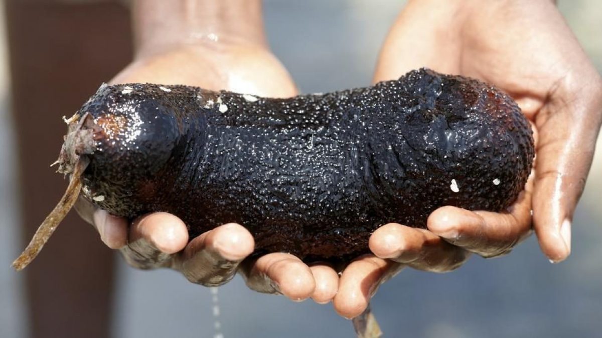 Sea Cucumbers Are So Rare That People Are Risking Their Lives Trying To ...