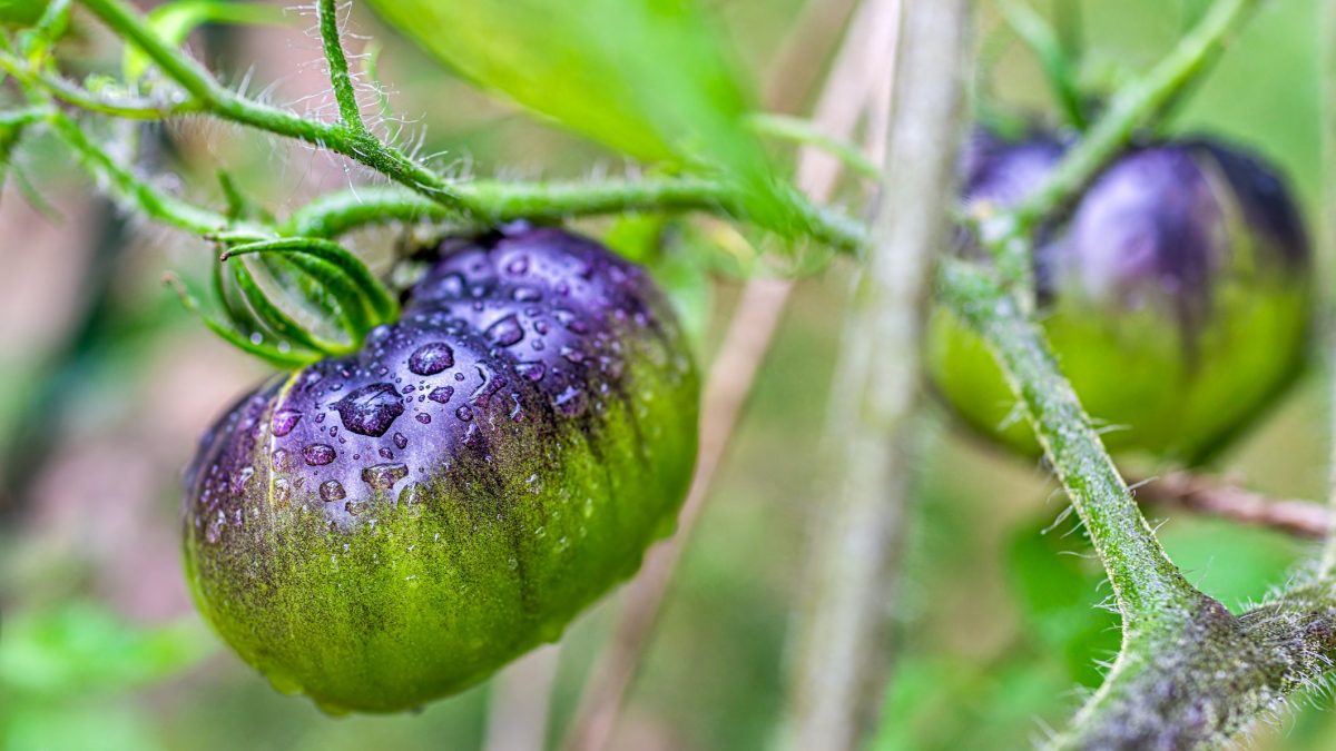 Blue Tomatoes: Perks, Properties, And Varieties Of The Special Breed