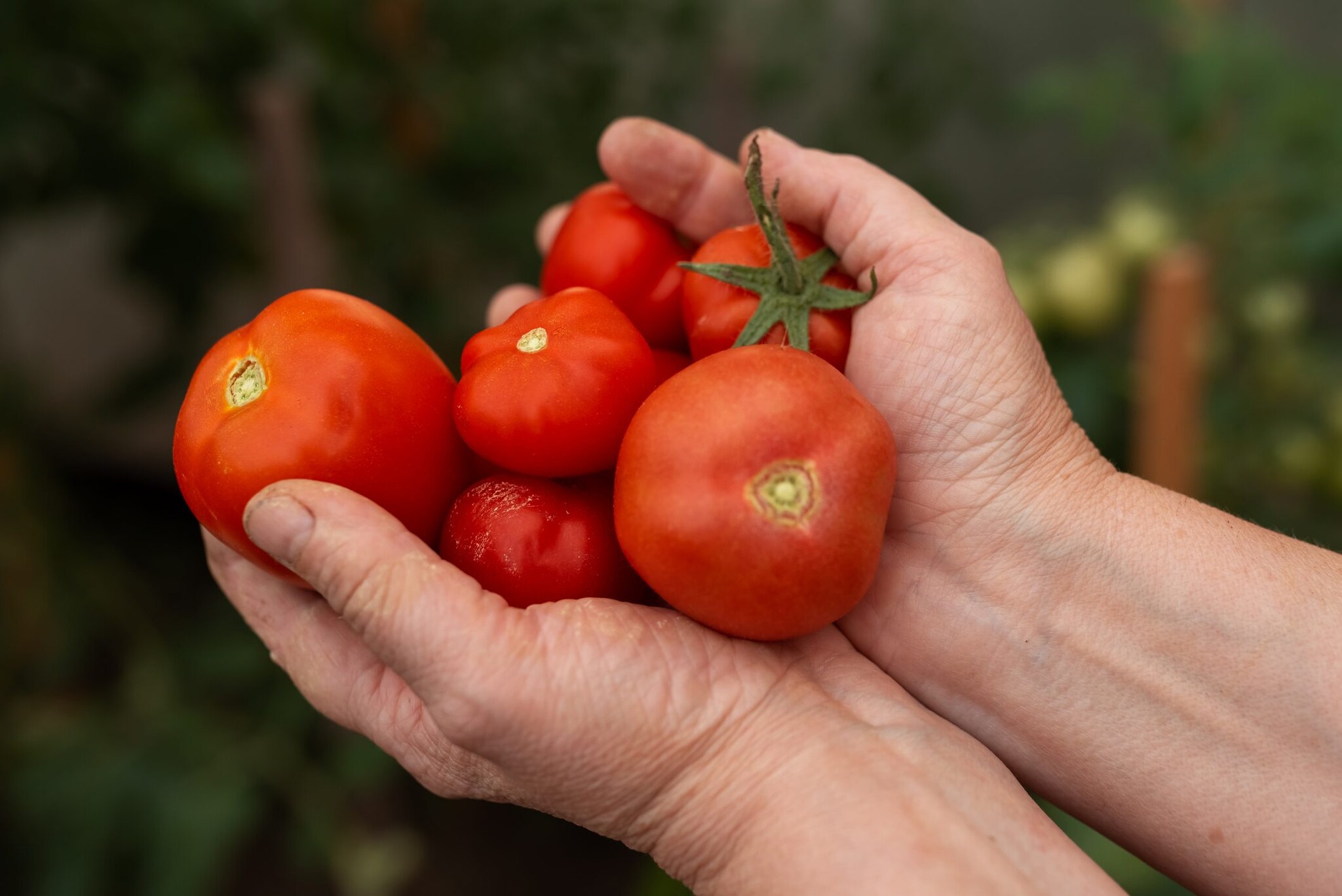 Blue Tomatoes: Perks, Properties, And Varieties Of The Special Breed