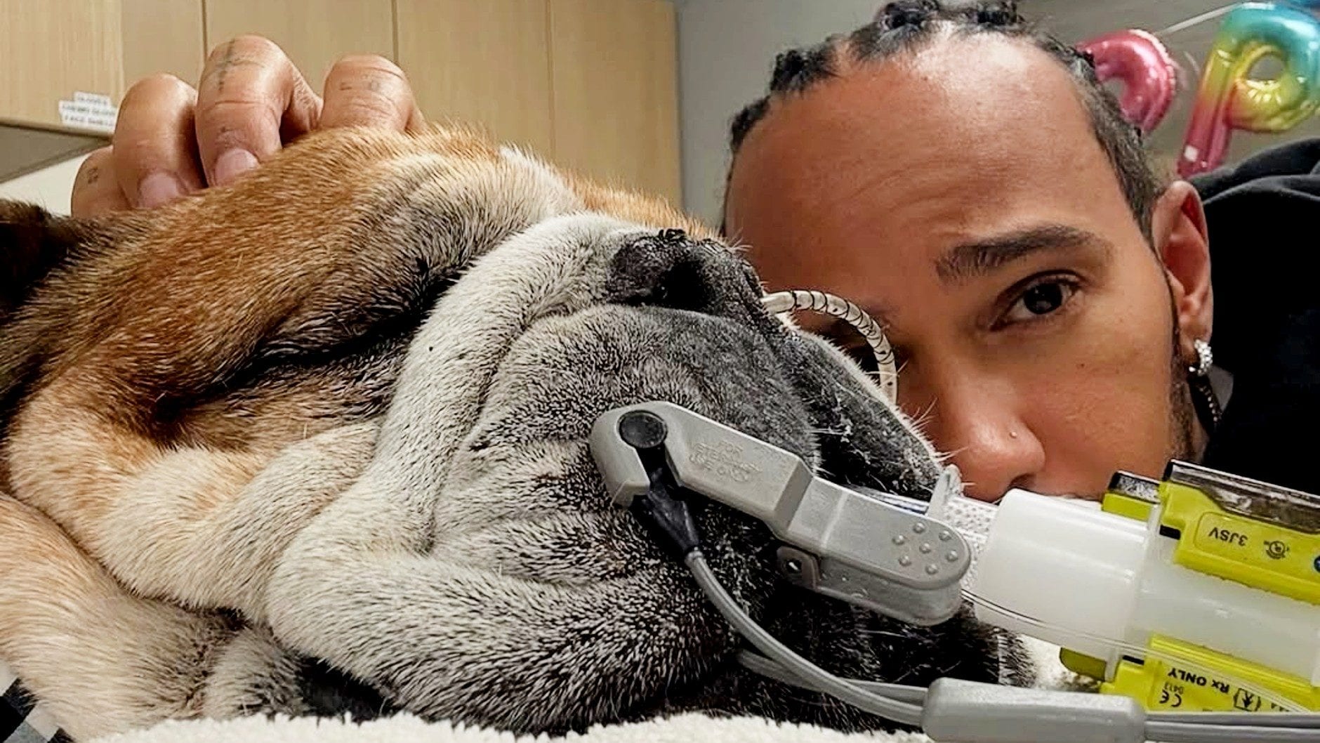 Lewis Hamilton annuncia la morte dell'amato cane Roscoe: "La decisione ...