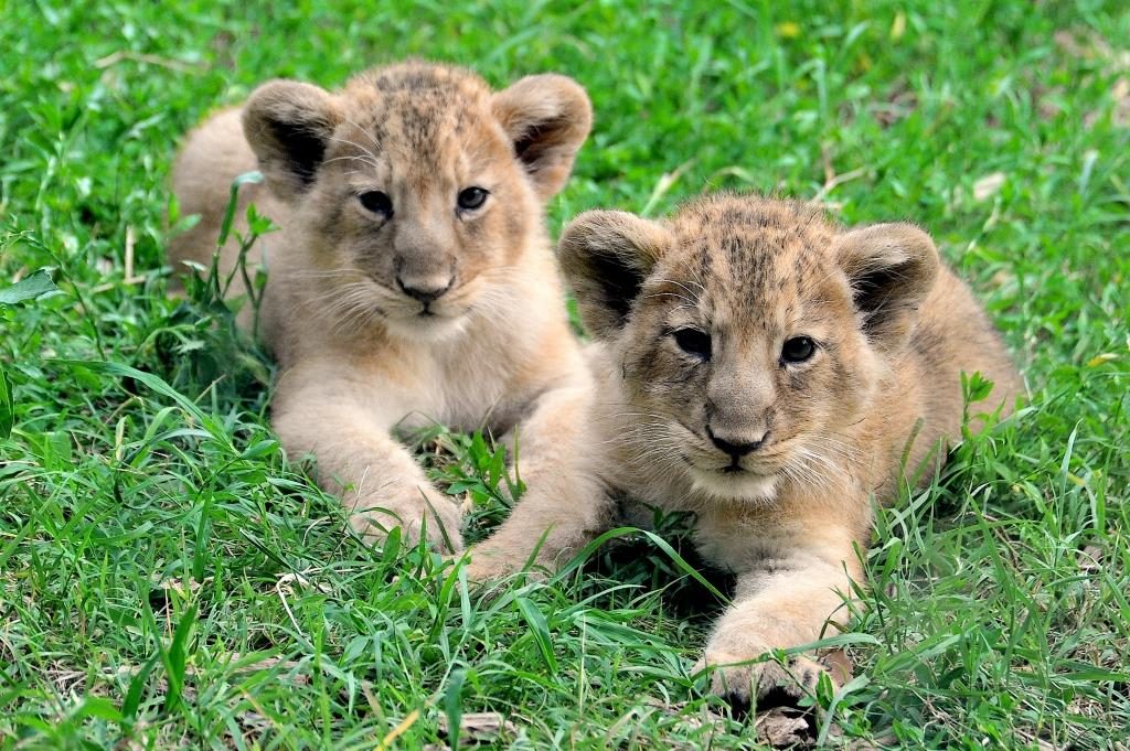 I romani hanno scelto: le due leoncine del Bioparco si chiamano Aasha e ...