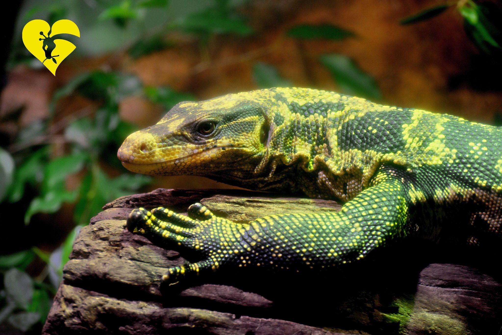 Al Bioparco di Roma arriva il varano Ziggy, chiamato così in onore di ...