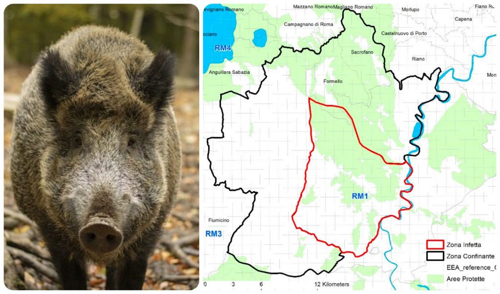 Peste suina, accertato un caso a Rieti: "Nel Lazio è il primo fuori ...