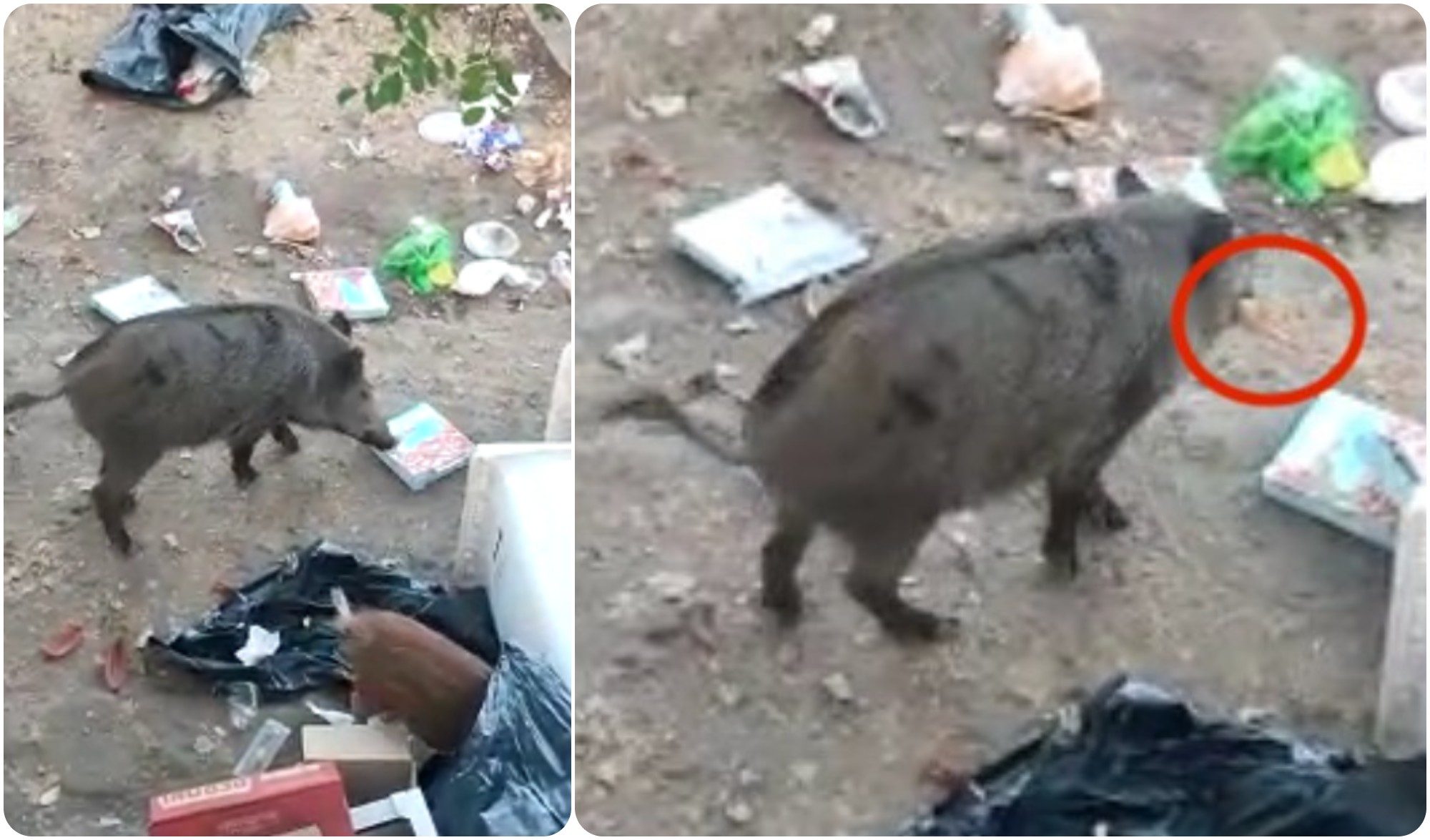 Arrestata Lisa Lelli, attrice e moglie di Daniele Silvestri: ha rubato ...