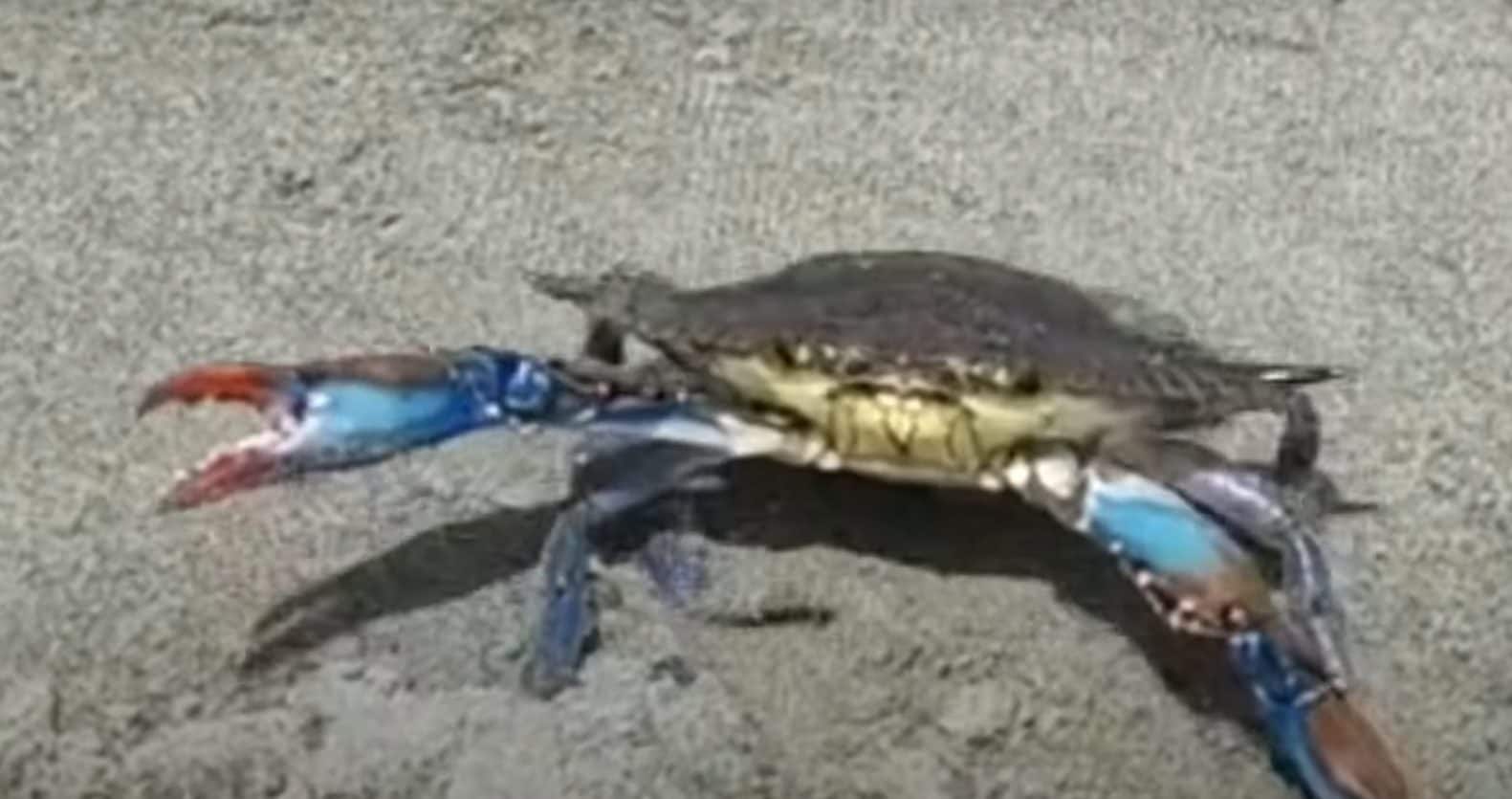Invasione di granchi blu nel Lazio, pericolo per telline e cannolicchi ...