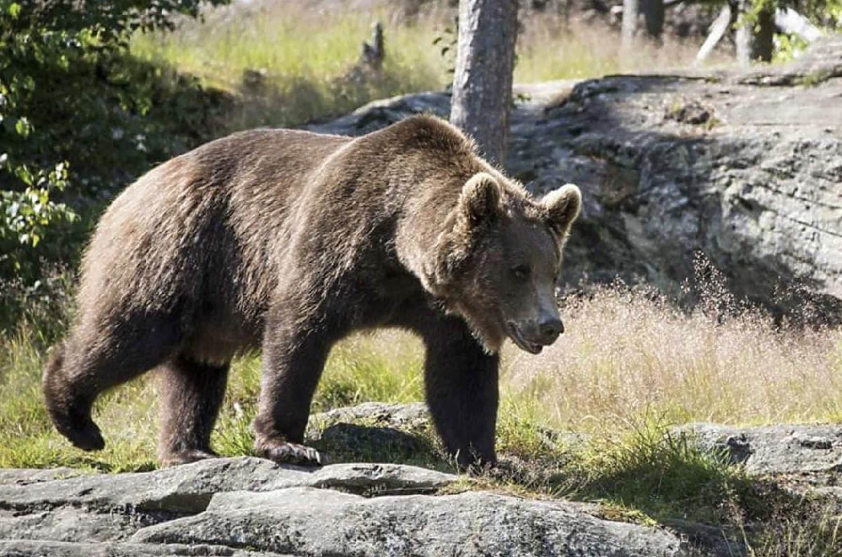 Attaccato da un orso mentre passeggia, il racconto non convince l'Ente ...