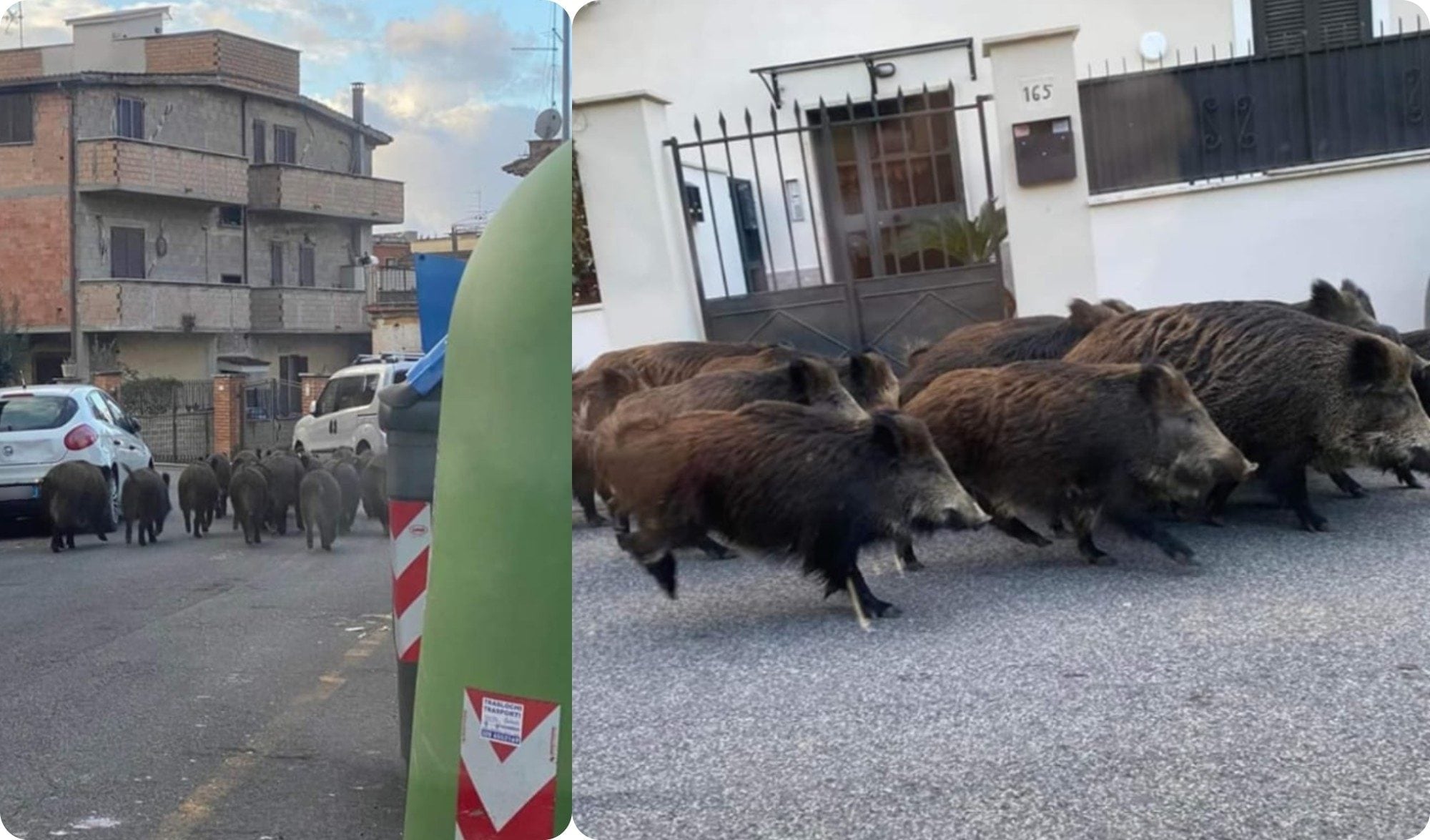 Boccea, mandria di cinghiali passeggia per vie di Roma: sono una ...