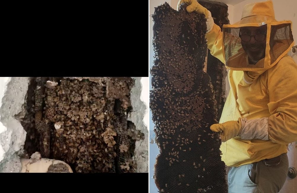 Enorme nido di api estratto dalle mura di un appartamento, centomila ...