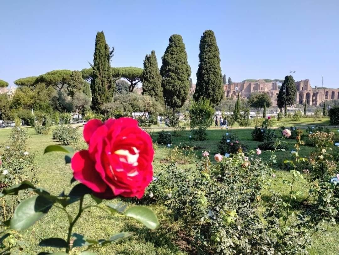Record di visite per ammirare la fioritura d'autunno al Roseto Comunale ...