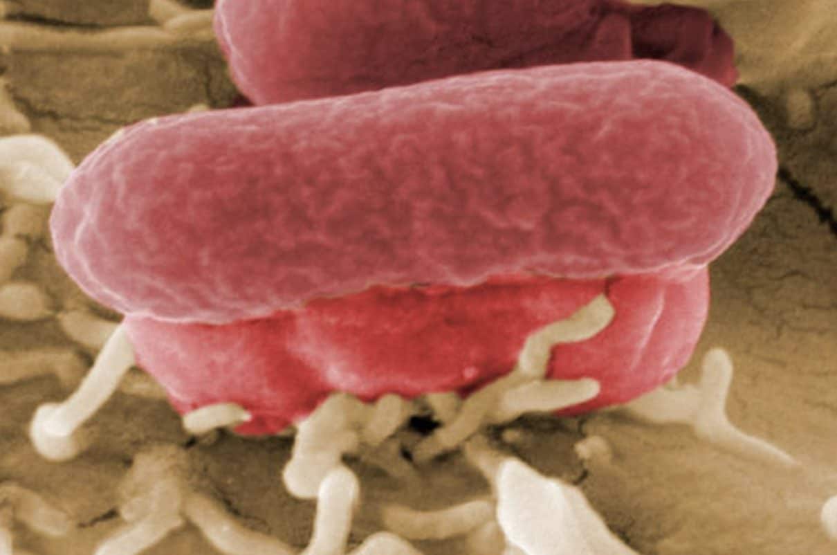 Cade sul Terminillo e si infetta con il terribile batterio 'mangiacarne ...
