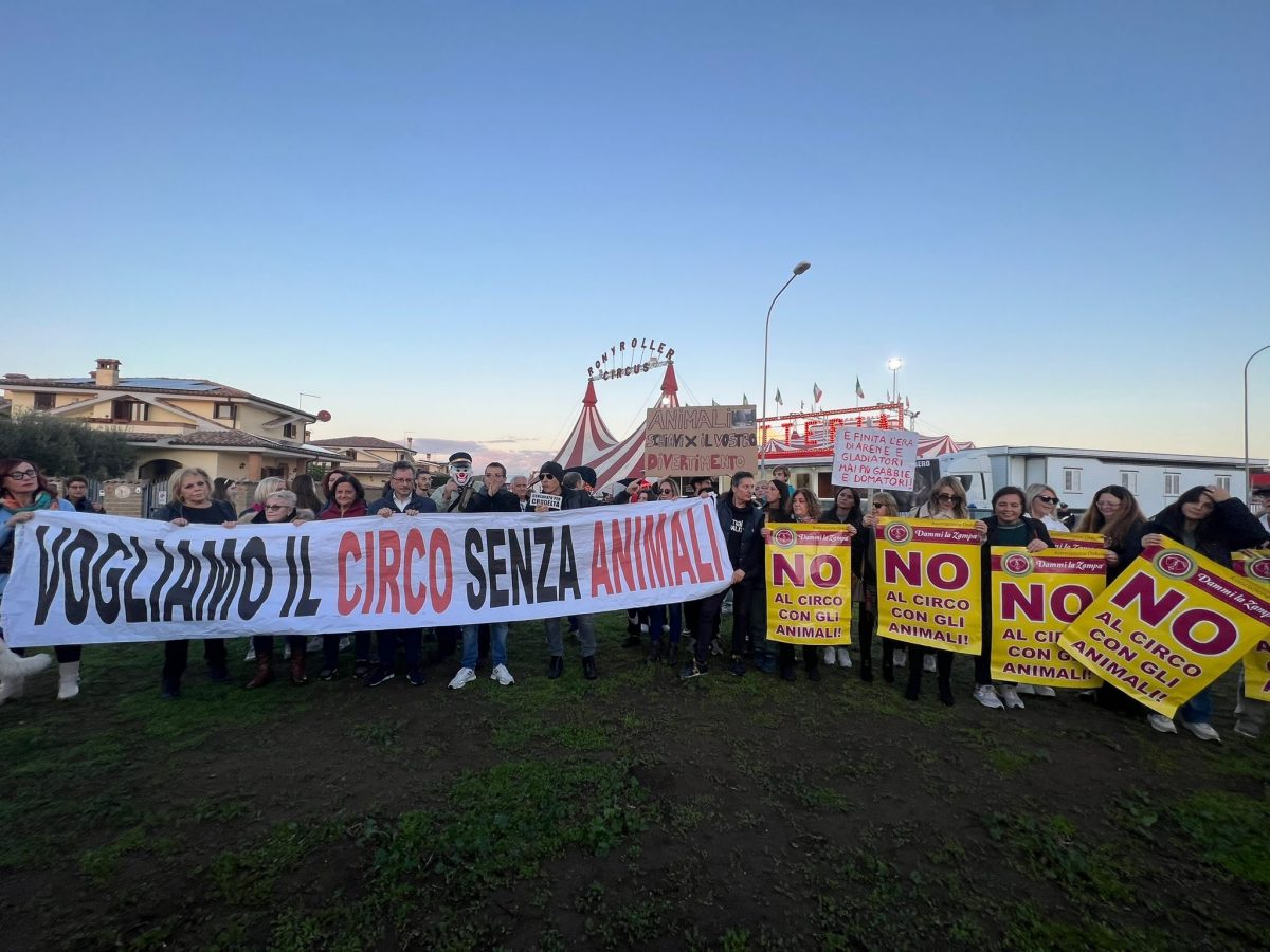 Leone scappato dal circo a Ladispoli: "Non può aver aperto la gabbia da ...