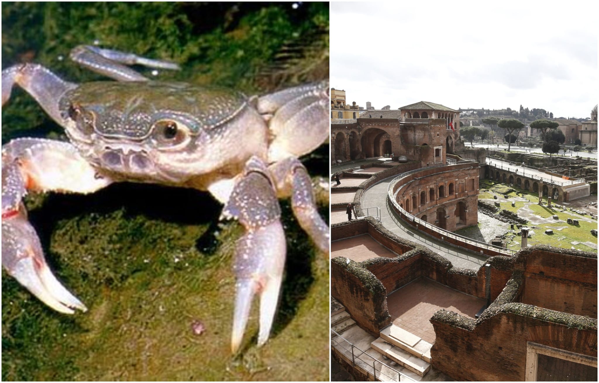 I granchi giganti che proliferano nel sottosuolo di Roma: ce ne sono ...