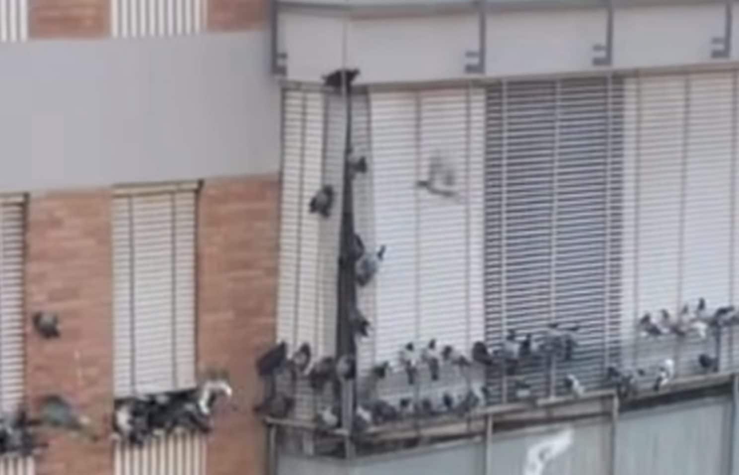 Palazzo a Roma invaso dagli uccelli: l'ordinanza di Gualtieri contro la ...
