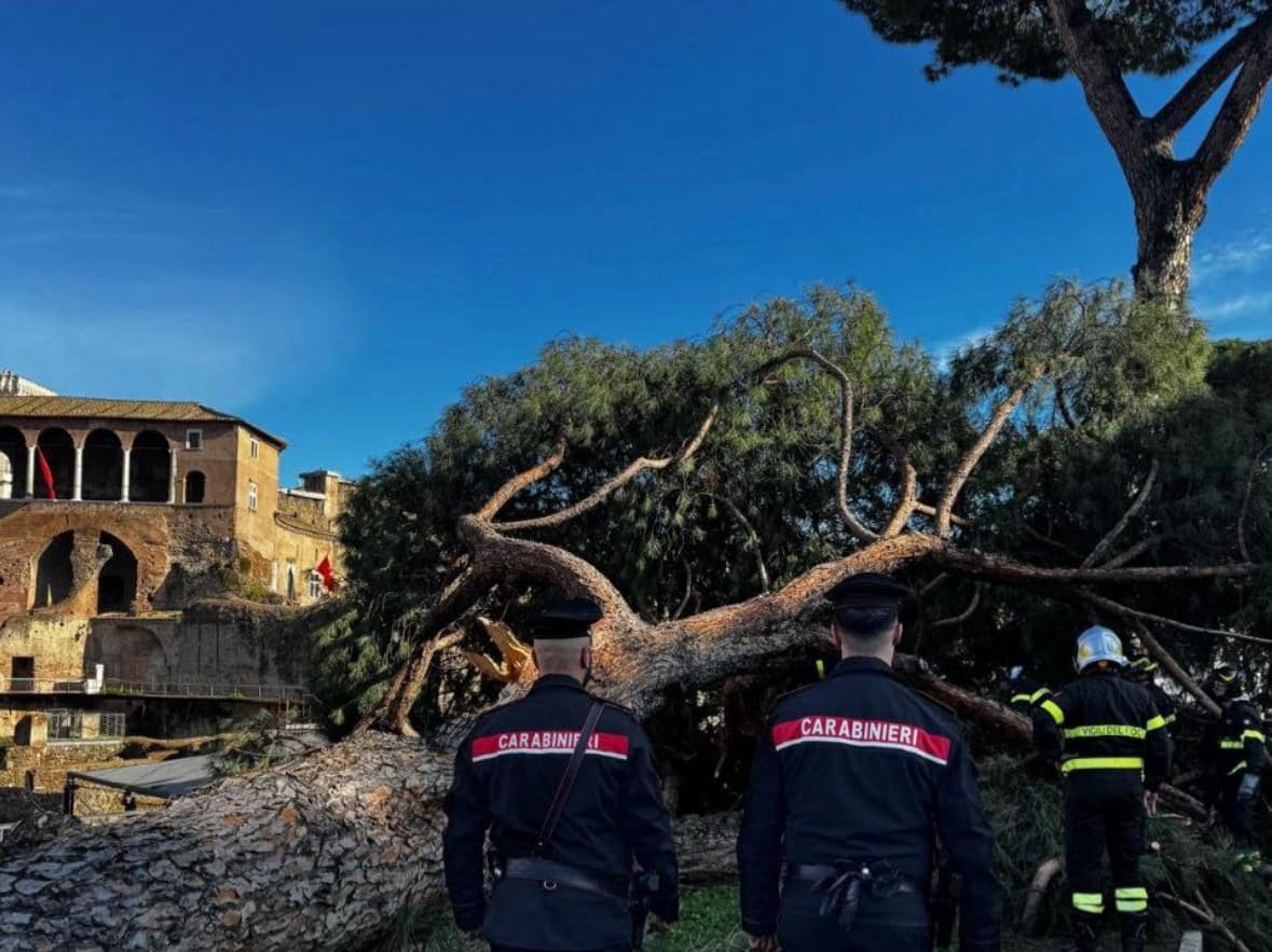 Chiusa via dei Fori Imperiali dopo il crollo del pino, bus deviati per ...