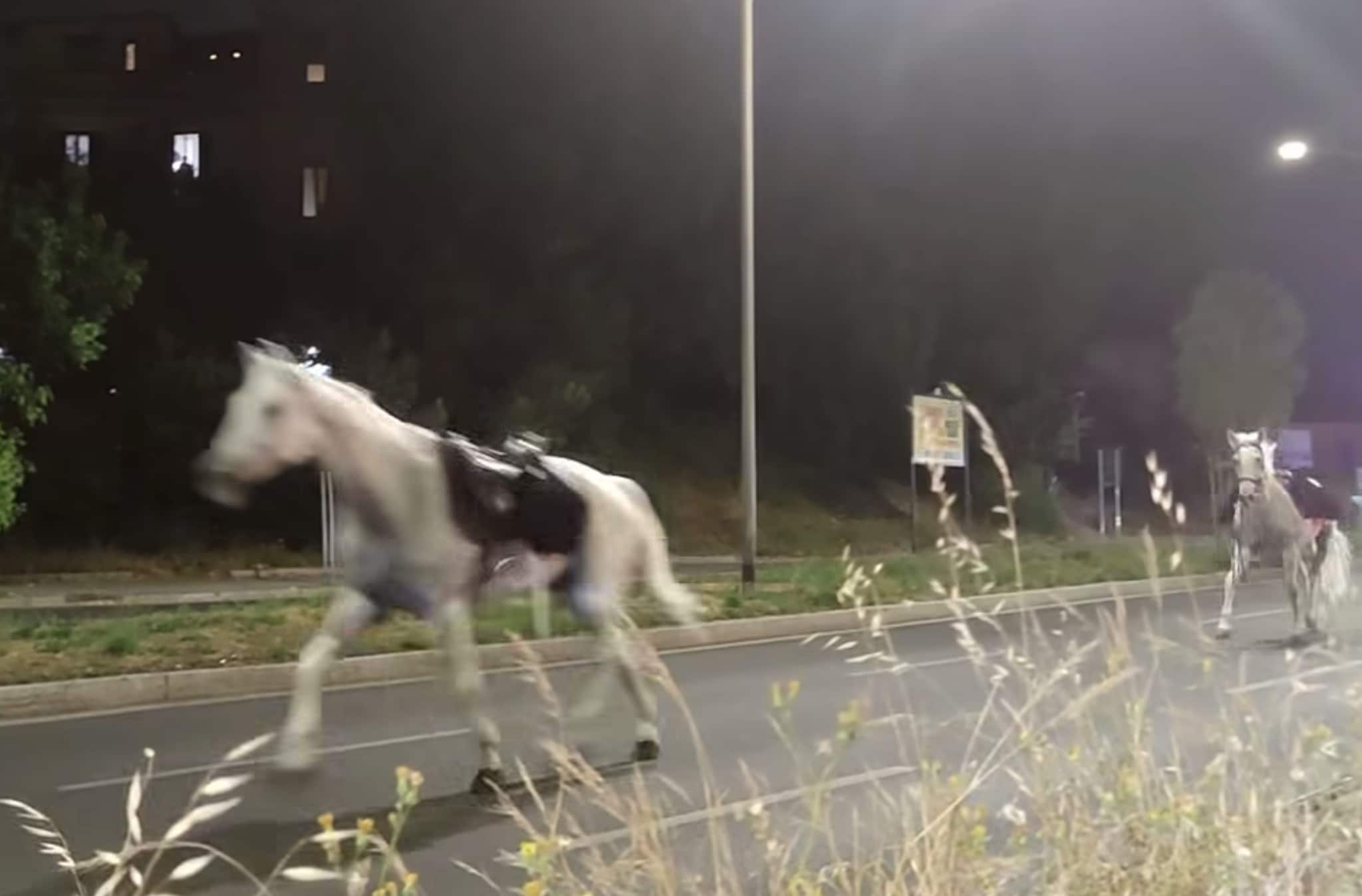 Cavalli in fuga alle prove del 2 giugno a Roma, imbizzarriti per fuochi ...