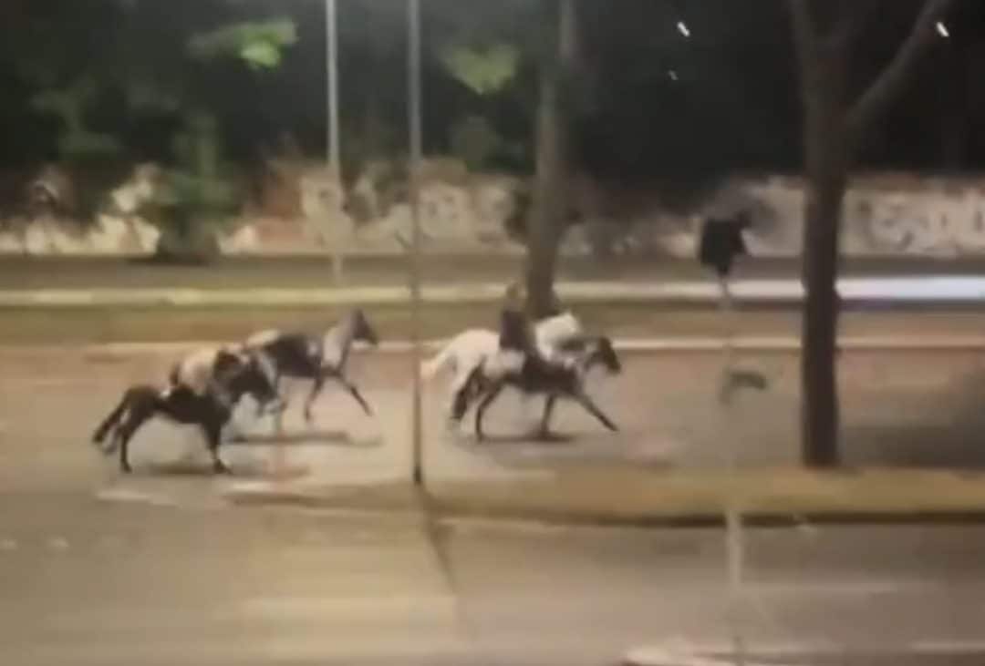 Cavalli in fuga sulla Colombo, indagine sui vigili che hanno acceso i ...