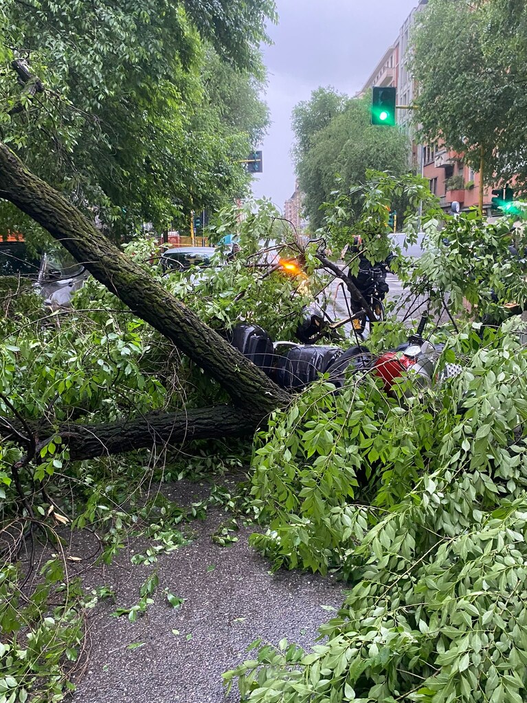 Crolla un albero in via Foppa a Milano e colpisce un motociclista di 24 ...