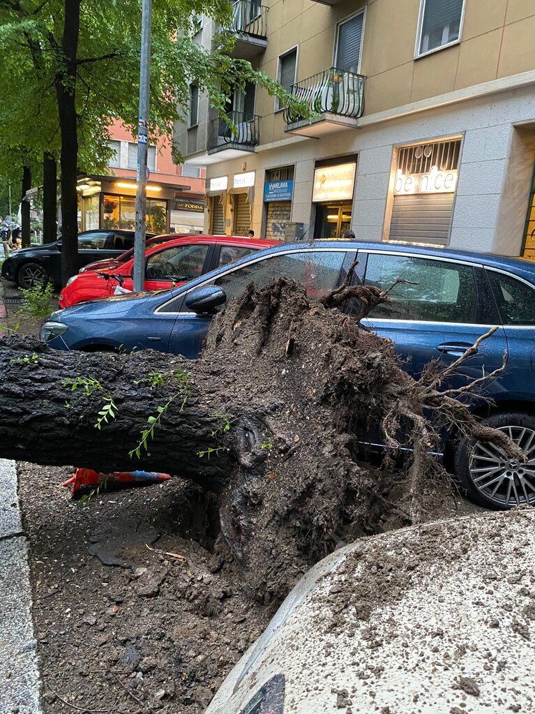 Crolla un albero in via Foppa a Milano e colpisce un motociclista di 24 ...