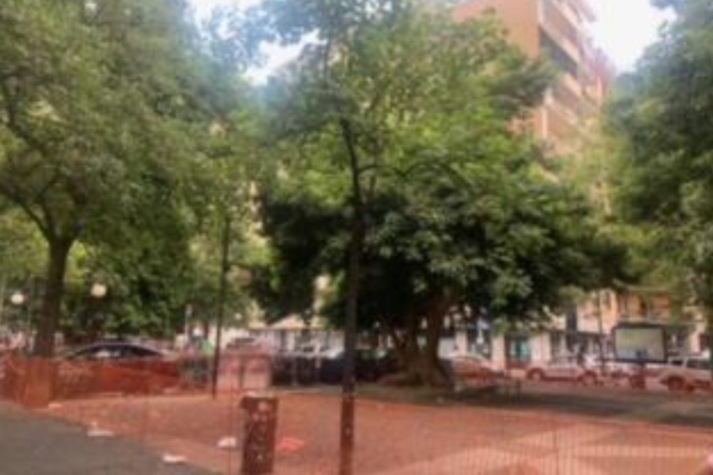 Piazza Immacolata e Piazza degli Artisti: al Vomero gli alberi secolari ...