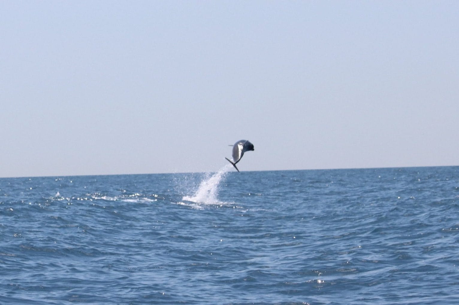 Delfini nuotano e saltano davanti a Napoli: l'avvistamento spettacolare ...
