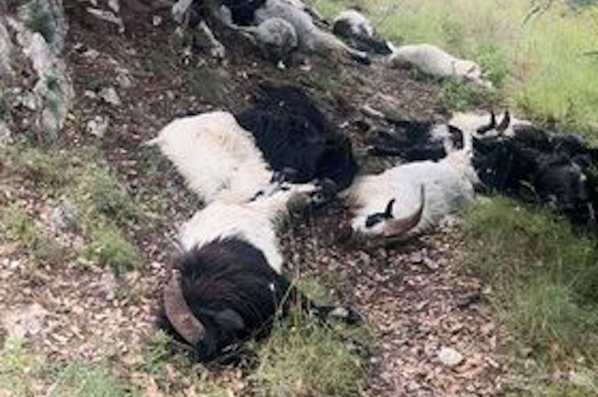 Trovate morte 22 caprette ad Anacapri: potrebbe averle uccise un ...