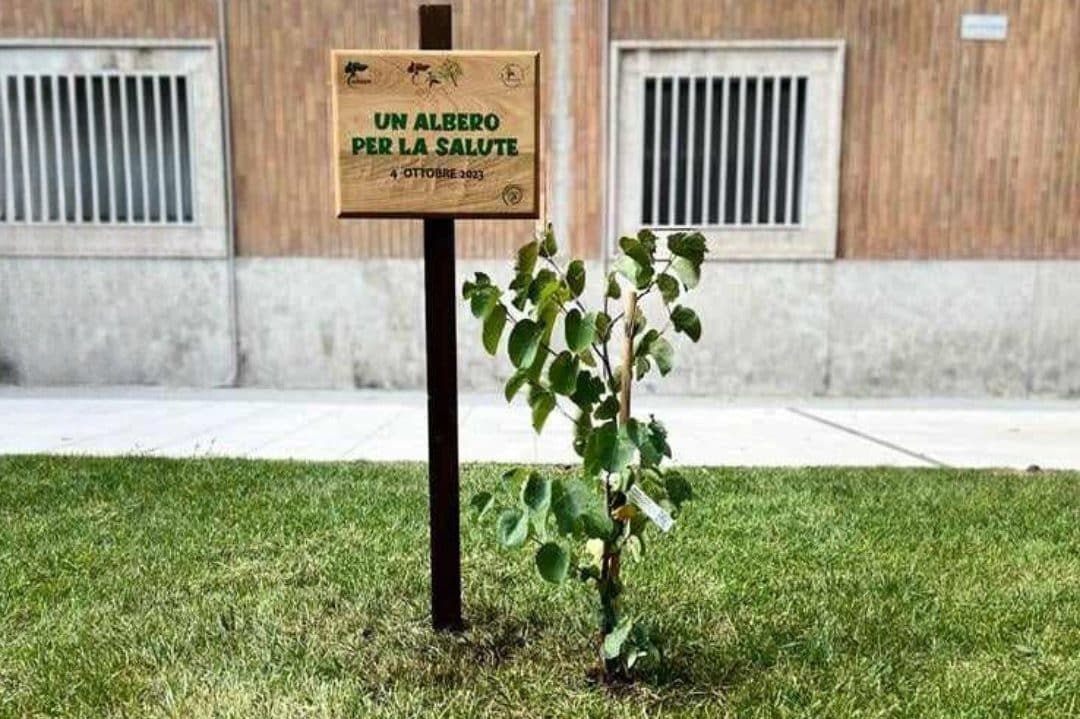 Ospedale Cardarelli, rubato l'alberello regalato da medici e ...