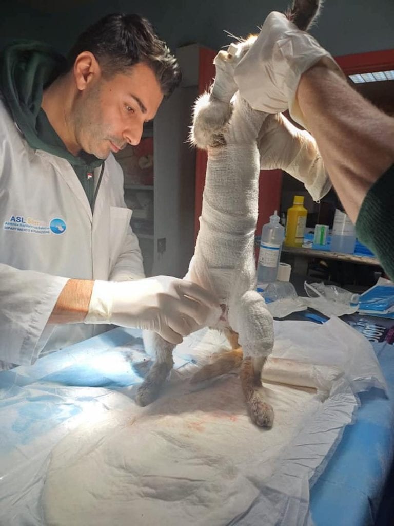 È morto Leone, il gatto scuoiato vivo ad Angri, dopo 4 giorni di agonia