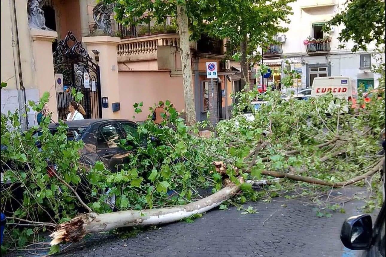 Vomero, crolla albero tra via Cilea e via Scarlatti e schiaccia auto ...