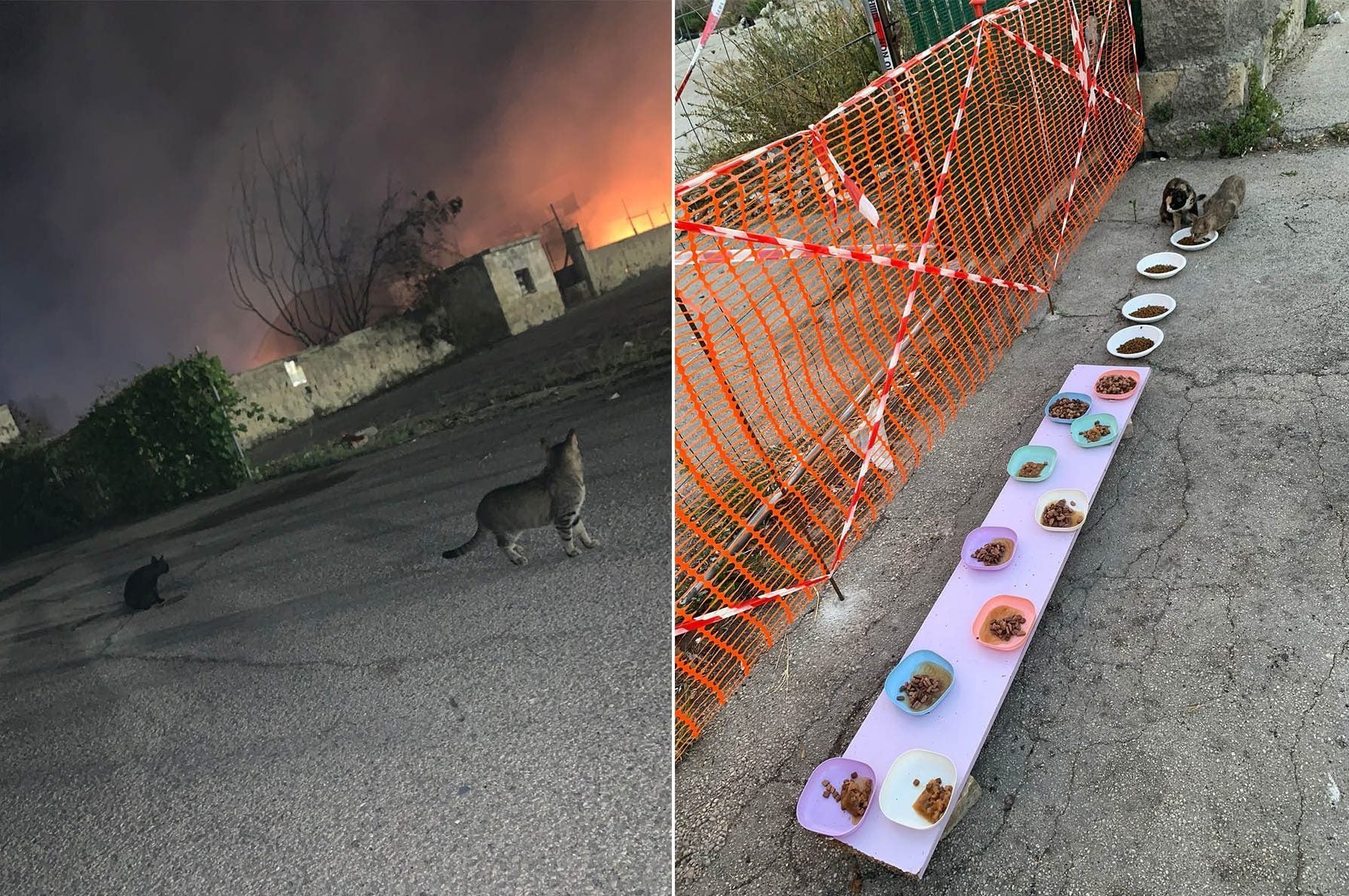 Cani e gatti nel rogo al Centro Direzionale: "Alcuni sono morti ...