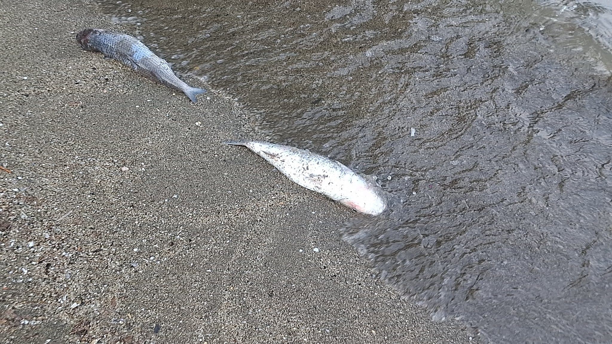 Cefali morti sulla spiaggia di Miseno a Bacoli: si indaga per capire le ...