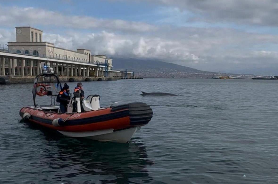 Balenottera avvistata vicino al Molo Beverello a Napoli: stop agli ...