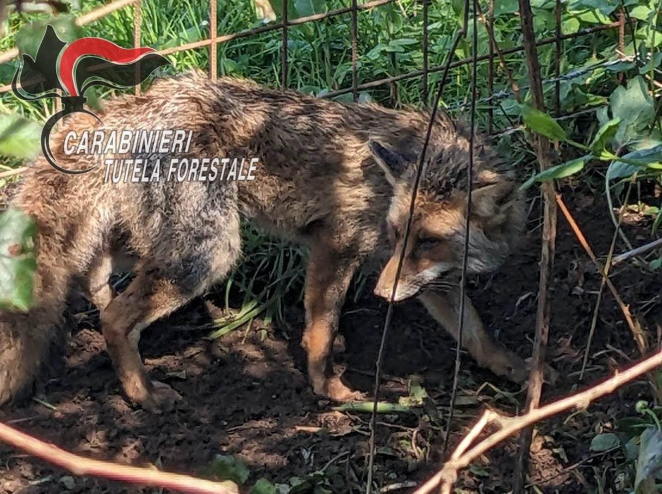 Volpe intrappolata con un cappio d'acciaio al collo nel Casertano ...