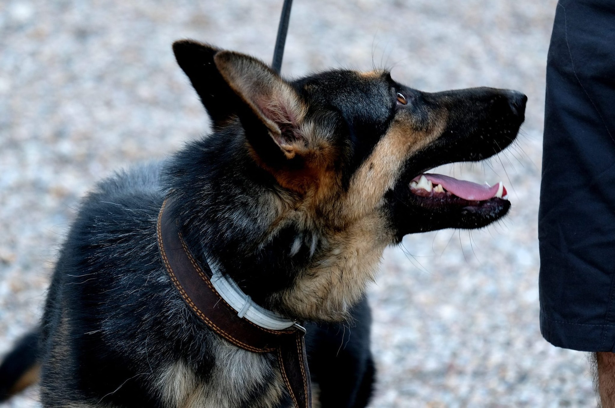Azzannato da un pastore tedesco mentre passeggia col cagnolino al ...