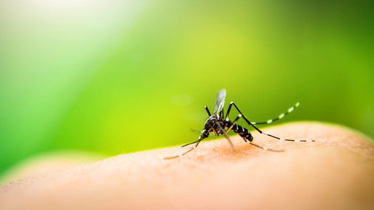 Febbre Dengue, l'Istituto Zooprofilattico mette trappole per le zanzare ...
