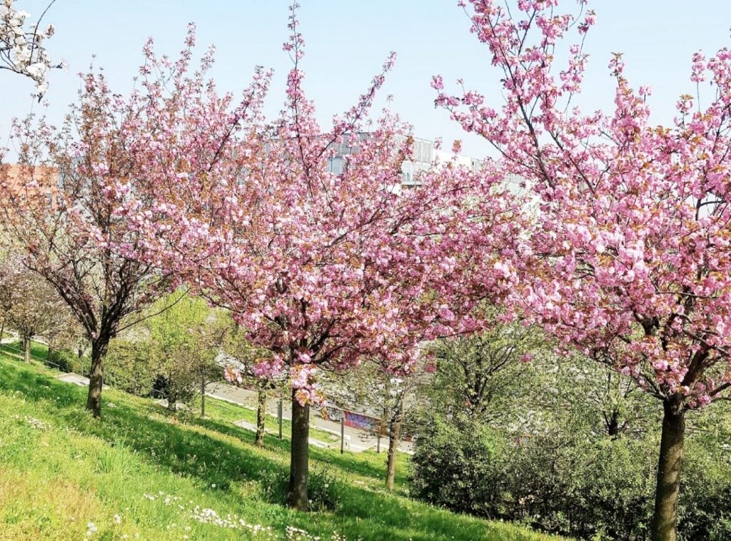 La primavera a Milano: le più belle fioriture di magnolie e ciliegi in ...