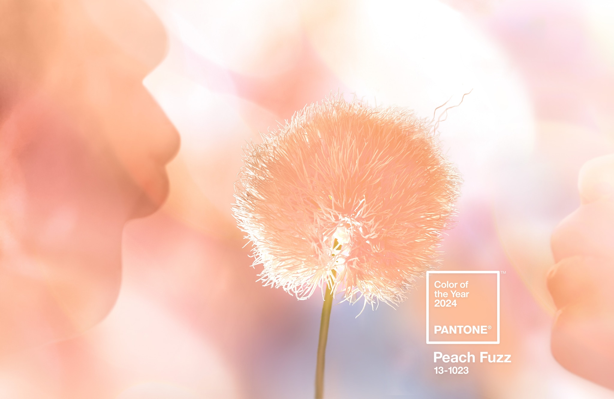 Il Peach Fuzz è il colore dell'anno 2024 secondo Pantone