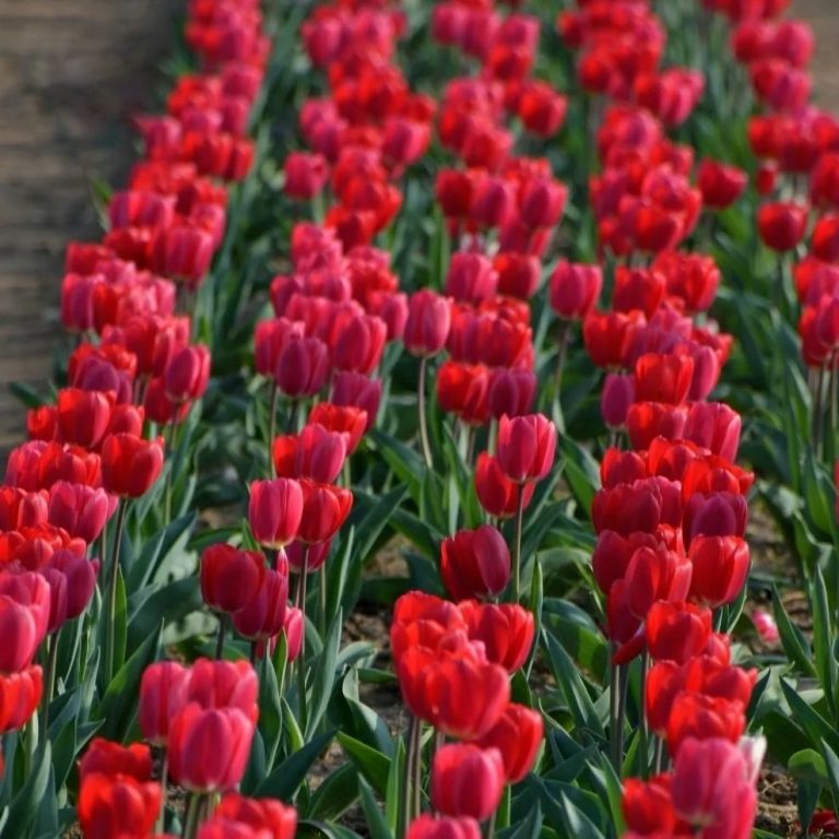 Dove trovare i campi di tulipani più belli in Italia per la fioritura ...