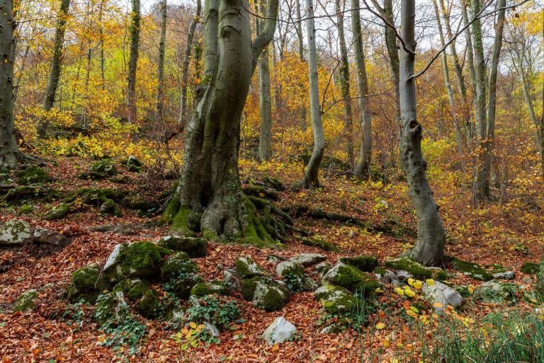 I 6 posti più belli dove vedere il foliage in Europa per l'autunno 2024
