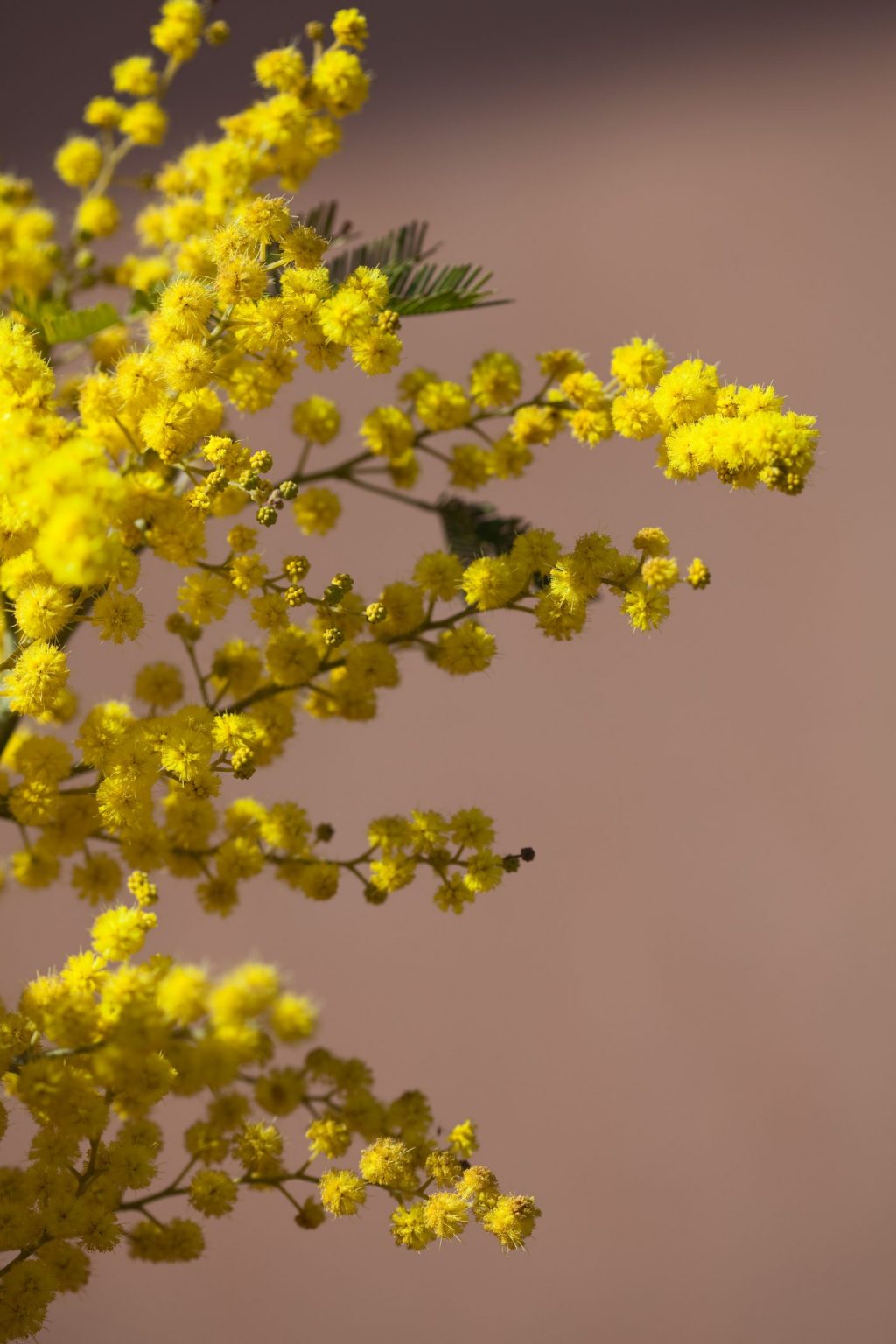 Festa della Donna 2025, perché si festeggia l'8 marzo: il significato e ...