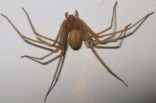 Ragno violino in Italia: com'è fatto e come riconoscere il morso che ...