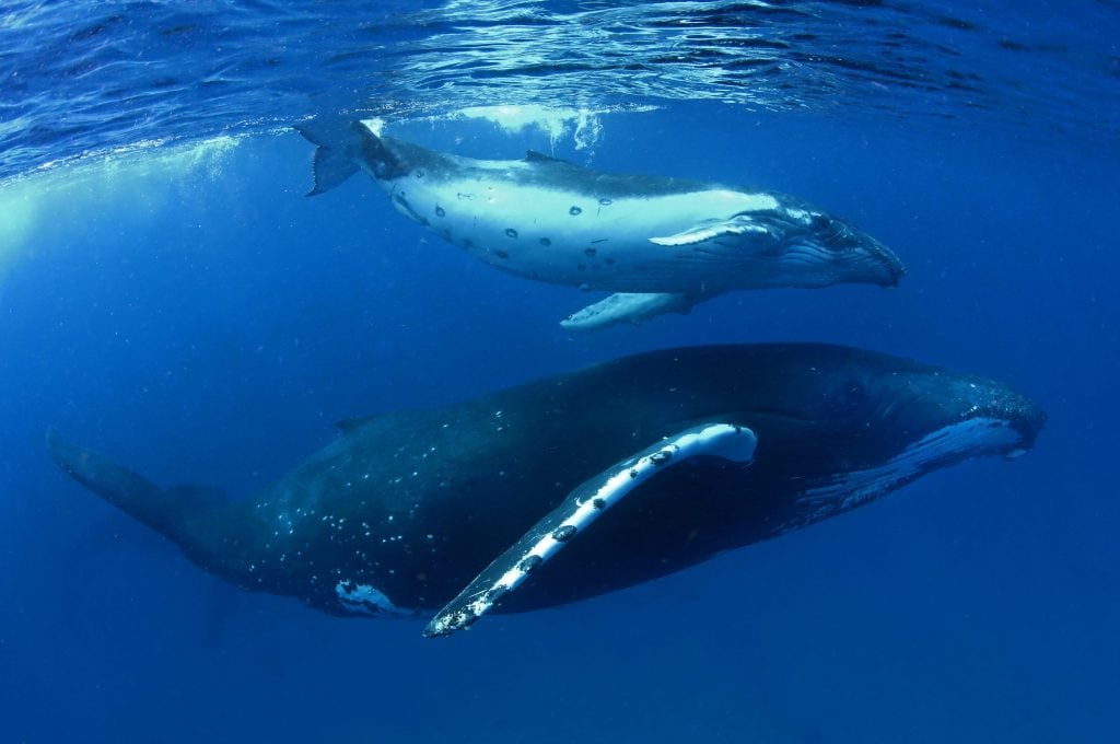 Scienziati "parlano" con una balena per la prima volta: il motivo è ...