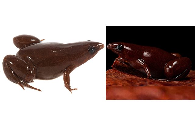 Le cioccorane di Harry Potter esistono davvero: scoperta in Perù la ...