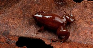 Le cioccorane di Harry Potter esistono davvero: scoperta in Perù la ...