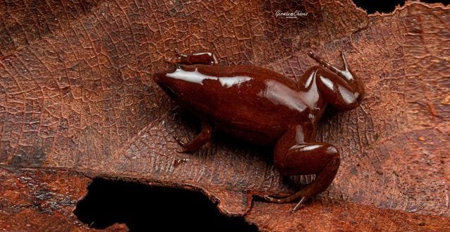 Le cioccorane di Harry Potter esistono davvero: scoperta in Perù la ...